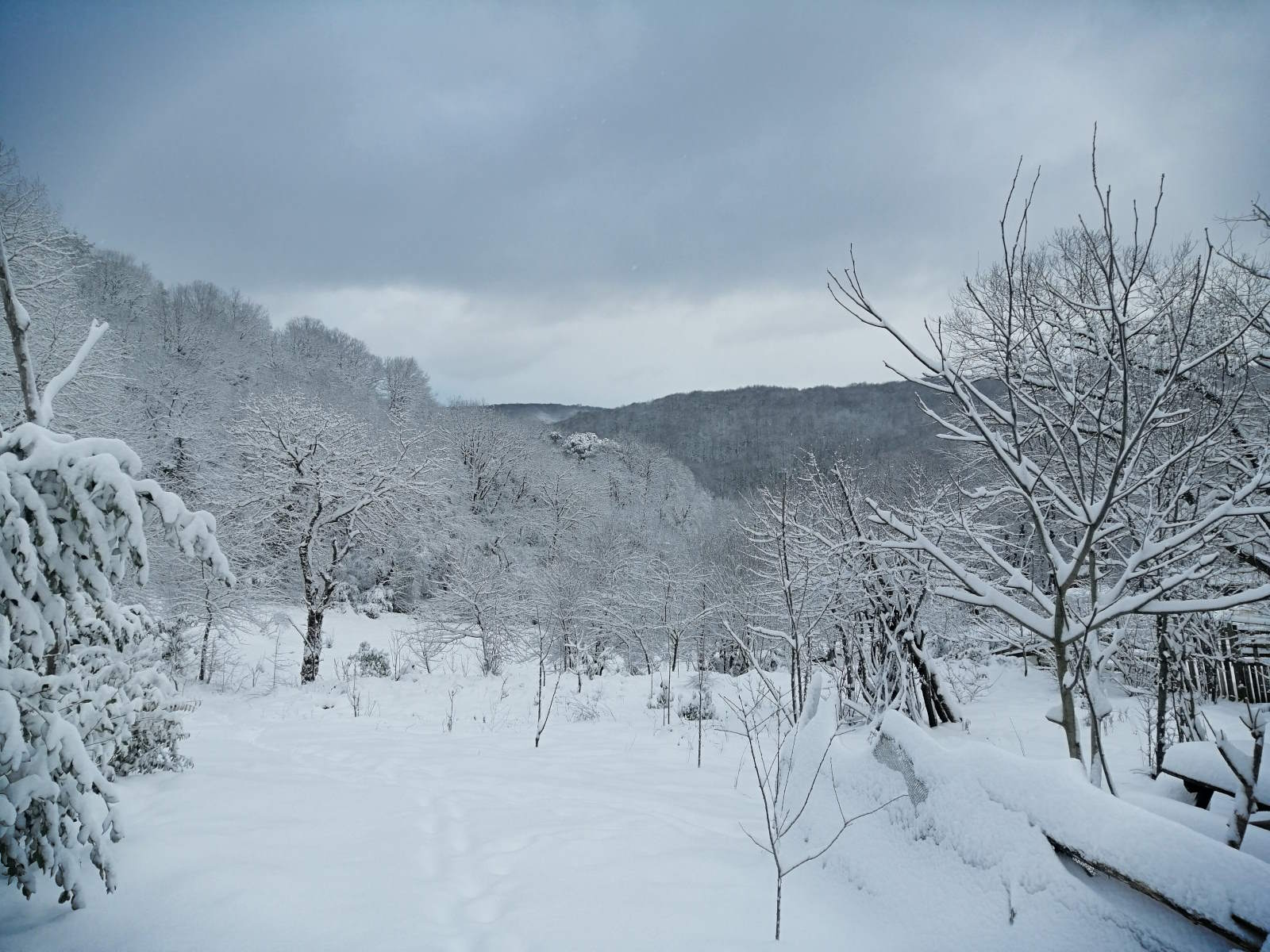 A photo of Belgrade Forest, İstanbul under snow - City of Istanbul