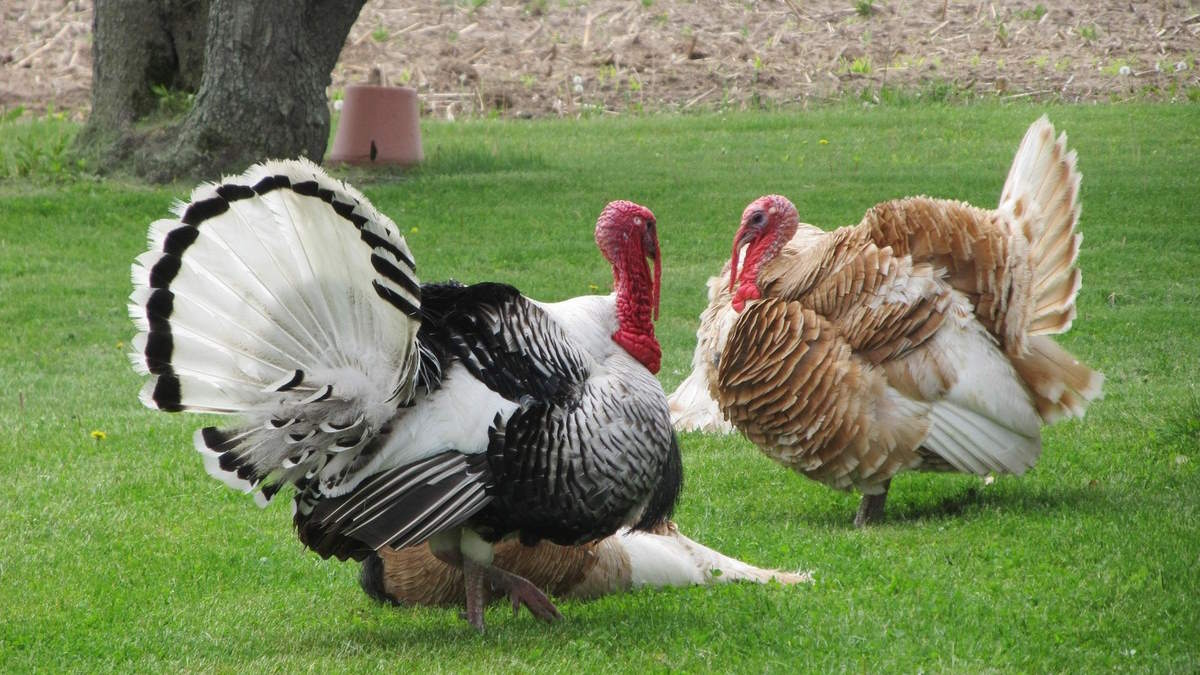 Why do turkey [animal] and Turkey [country] share the same name ...