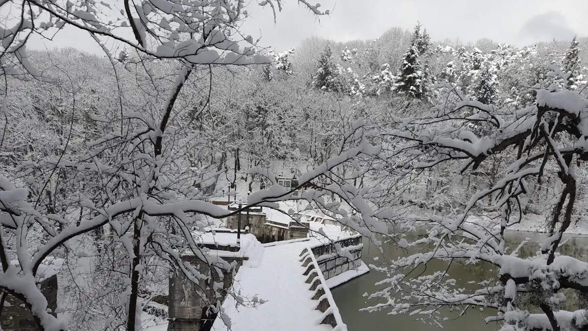 Belgrad Forest, Istanbul Under Snow [2025 Edition] - City of Istanbul