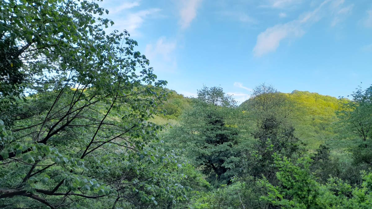 Belgrad Forest in Spring [April] - City of Istanbul