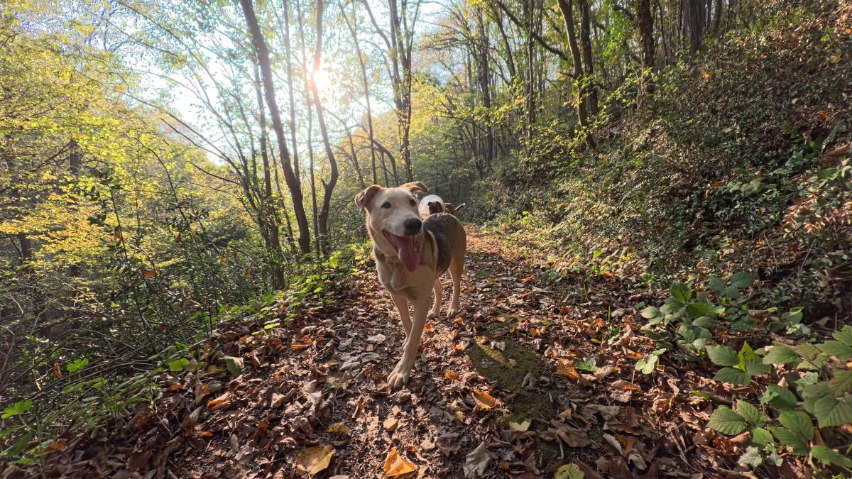 Golden November Walks in Istanbul's Belgrad Forest with Rescue Cats and ...